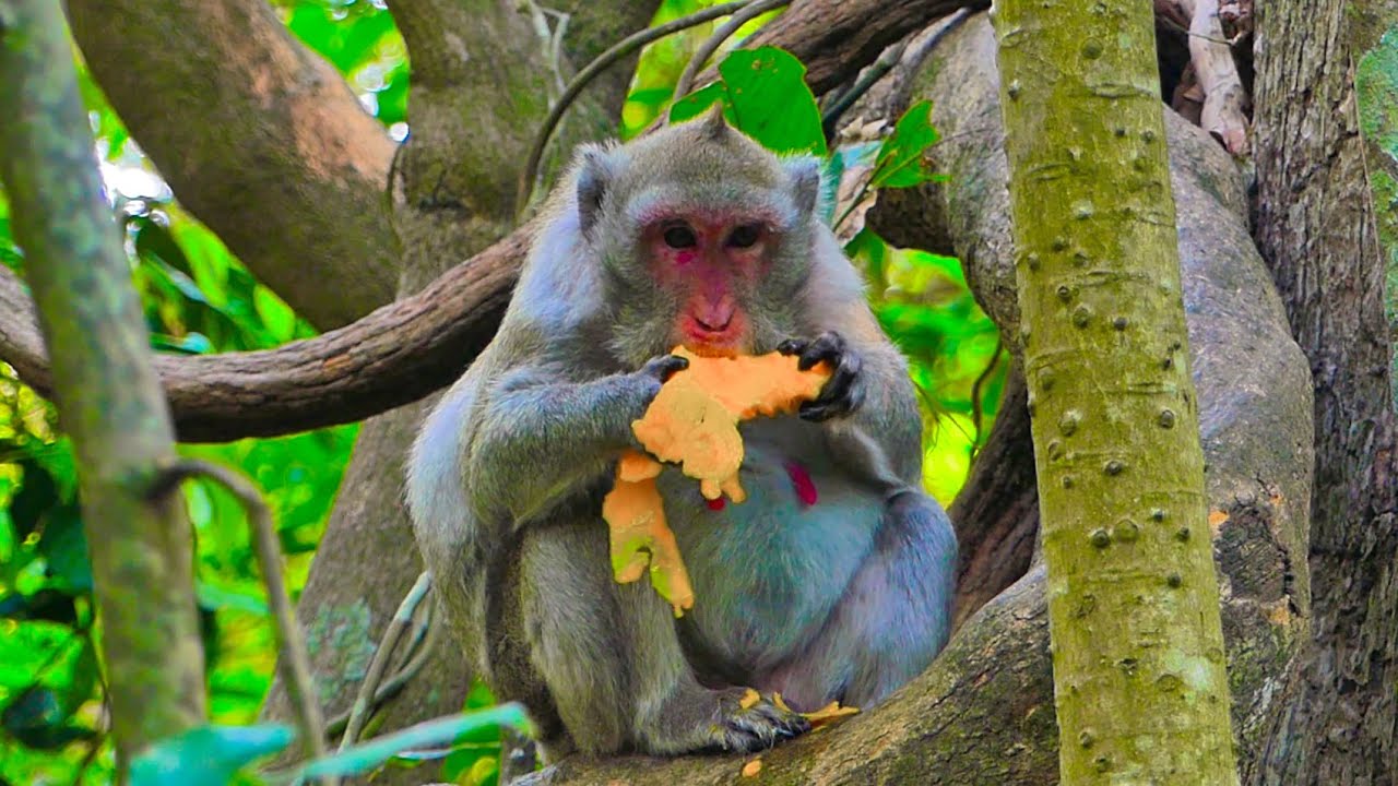 Wow ! make sure Jane monkey like Mango monkey and great time for her ...