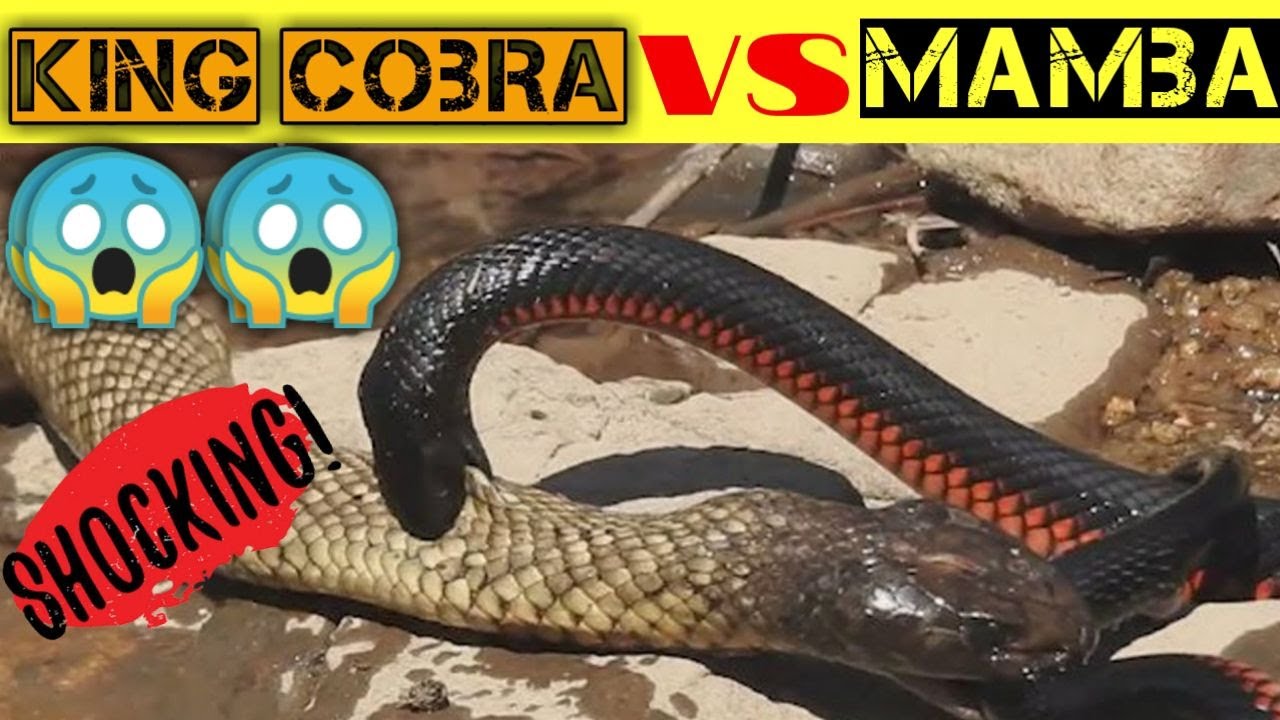 Cobra और Black Mamba के बीच मुकाबला जीतेगा कौन| King Cobra Vs Black ...