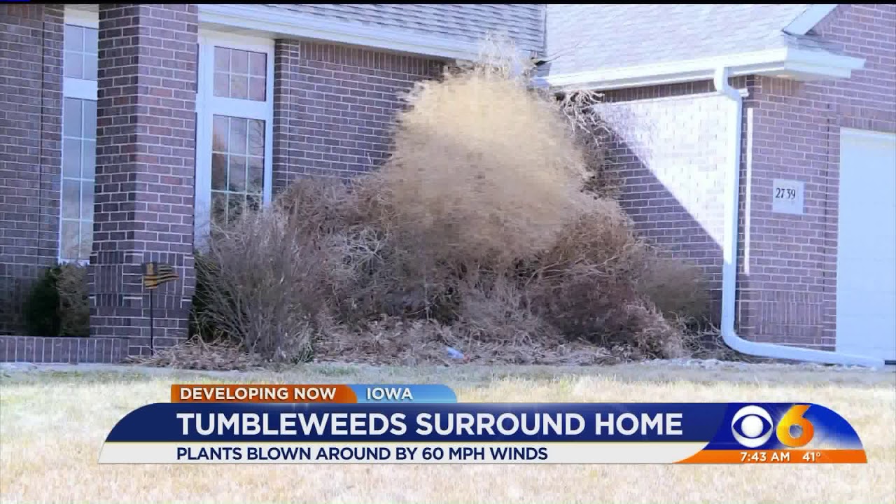 tumbleweed invasion - YouTube