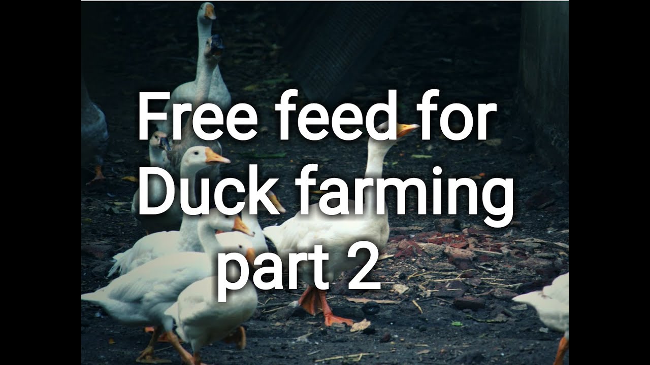 Duck farming by Free feed part 2,duckweed as duck feed - YouTube