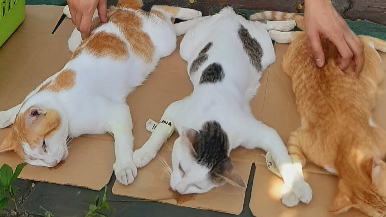 Libreng Kapon ng pusa sa Quezon City #cats #pets #domesticcat #catlover ...