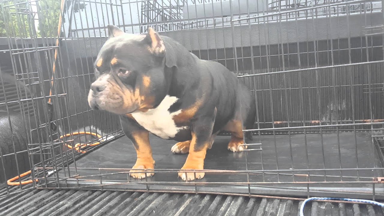 Abkc Champion Muscletones casablanca - YouTube