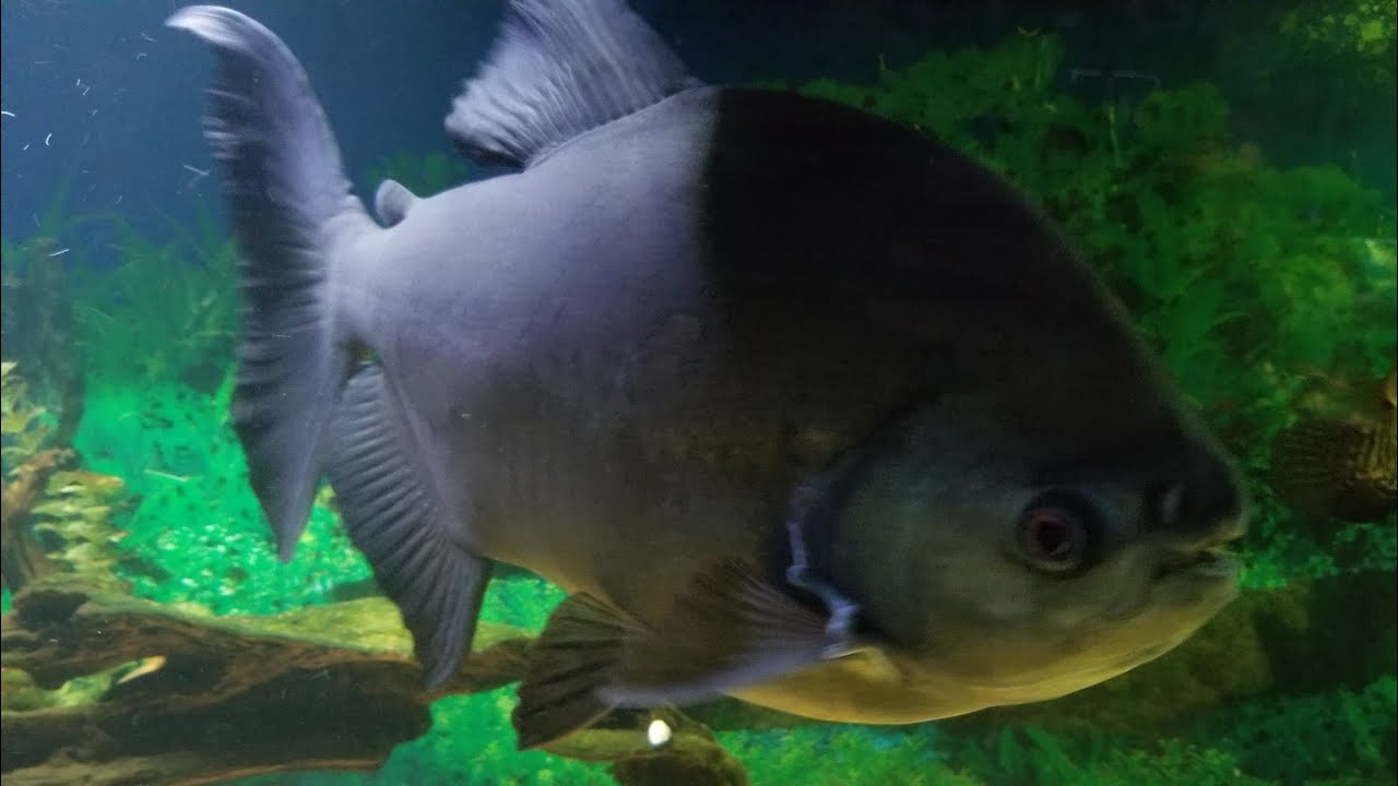 Feeding Oliver my Huge Pacu - YouTube