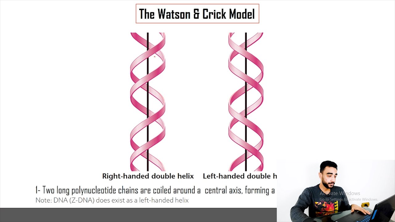 13 | The Watson And Crick Model Depends on Chargaff and Franklin Result ...