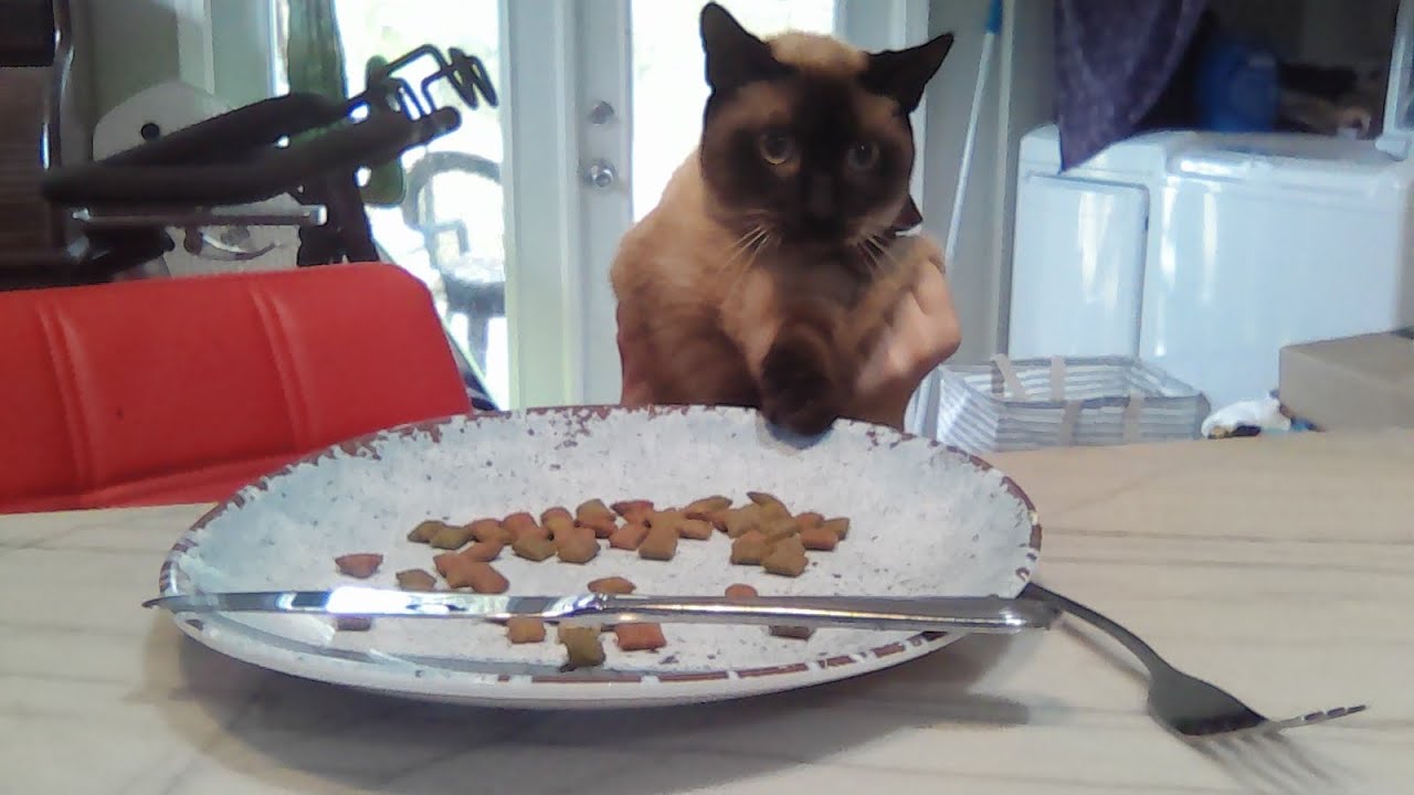 making my cat a FIFA card - YouTube