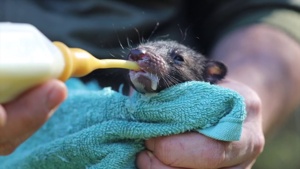 DASH AND VIOLET 'THE INCRE-DEVILS' - YouTube