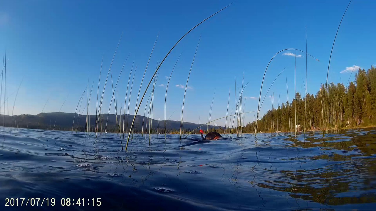Bitterroot lake, Montana, snorkeling in amazingly clear water - YouTube