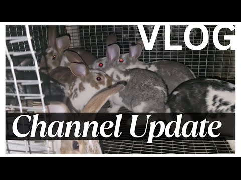 Raven Rabbits Turtle Ladder - Channel Update Vlog - YouTube