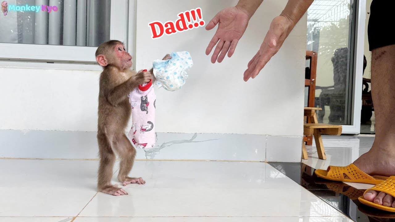It's unbelievable to see Monkey Kyo do THIS – She's so smart! - YouTube