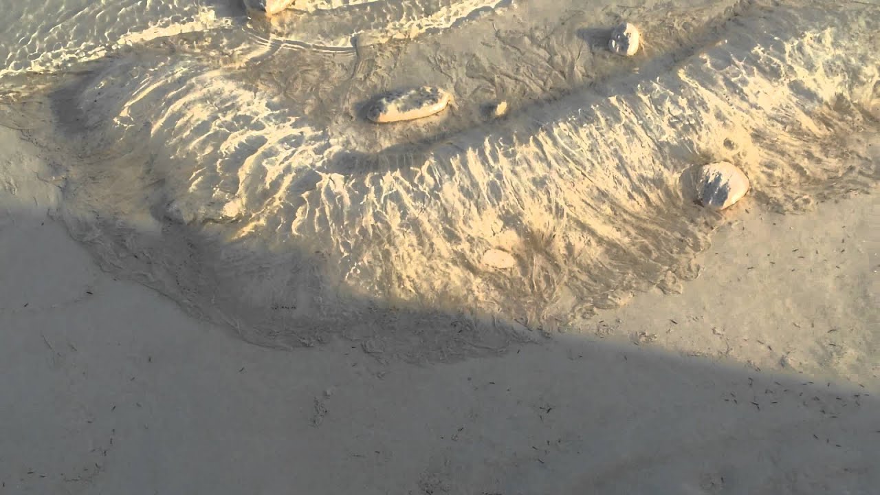 Strange creature on Beach in Bahamas - YouTube