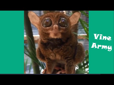 NEW November Vine Compilation Part 1 - BEST VINES - YouTube