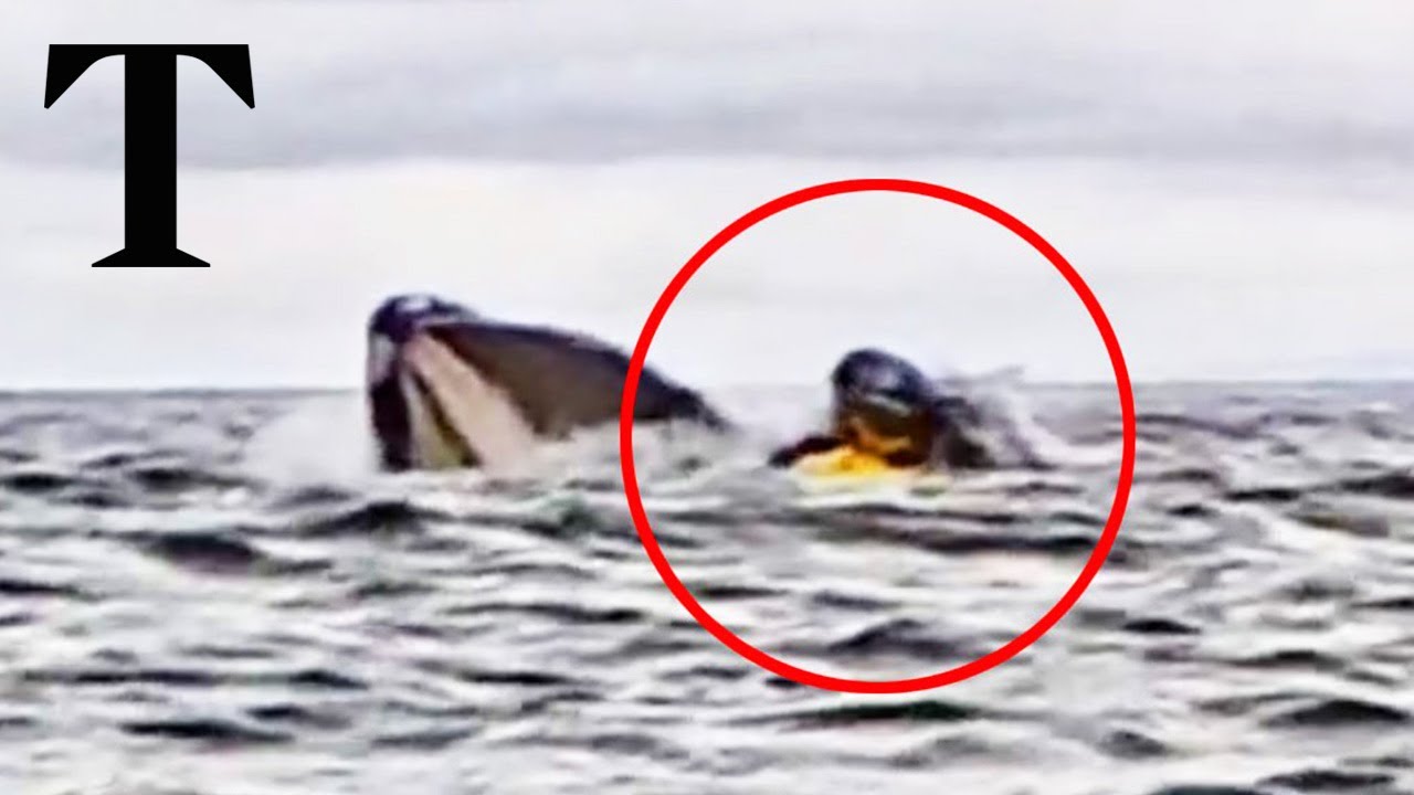 Man Eaten By Whale 2023