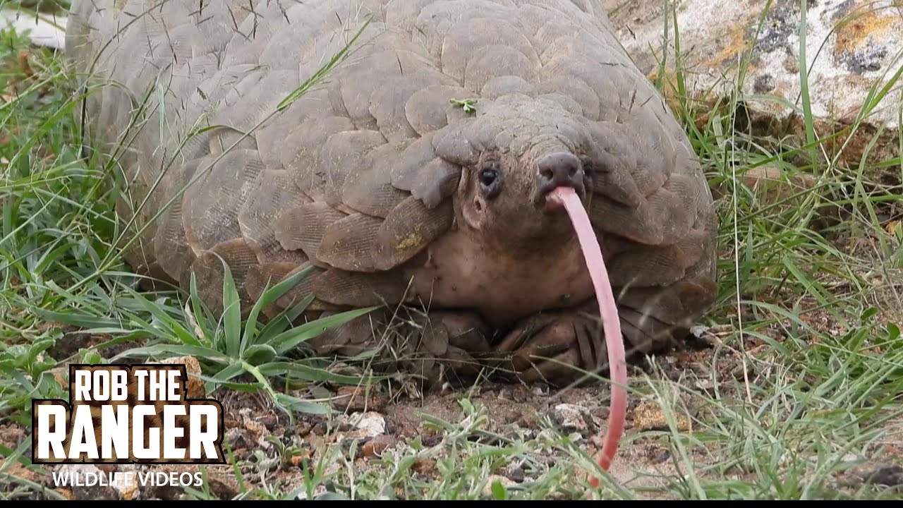 Epic Pangolin (Scaly Anteater) Sighting! | Rare And Endangered ...