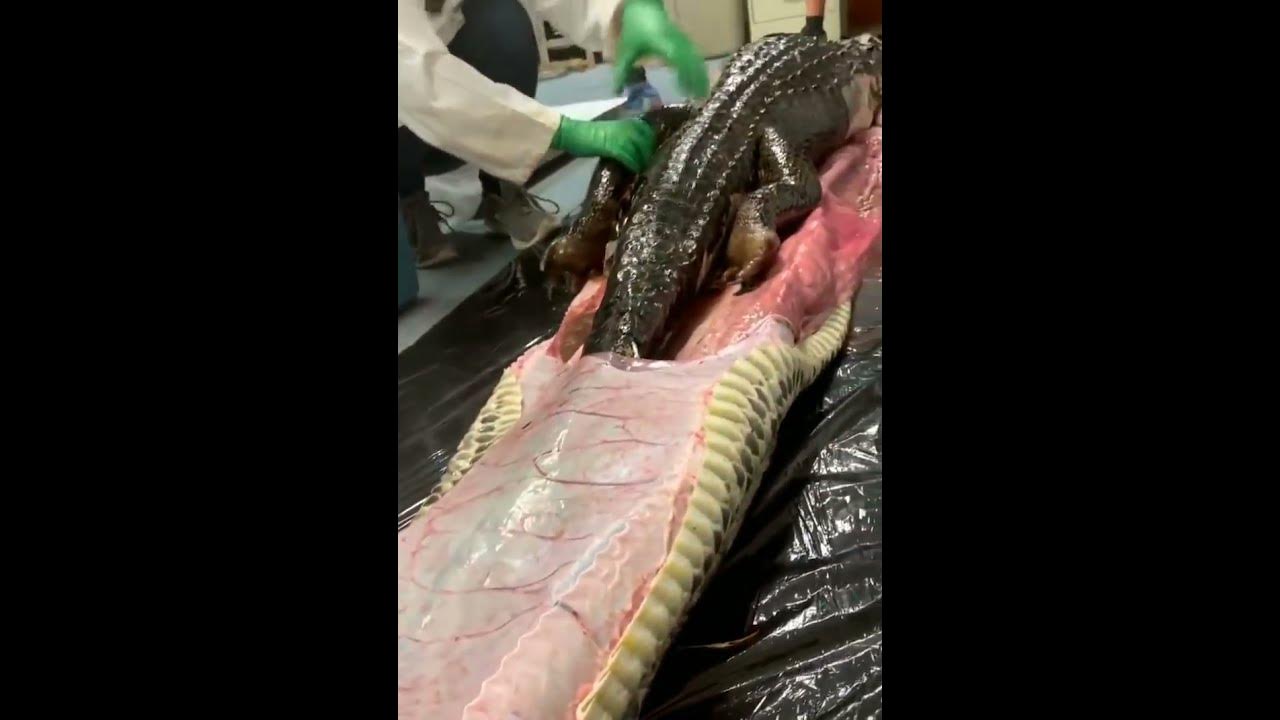 5-foot alligator found in the body of an 18-foot Burmese python. - YouTube