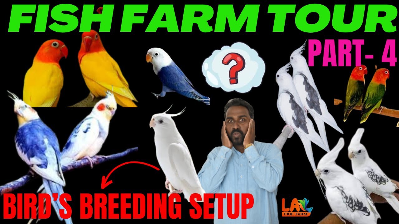 Birds farm & breeding progress/Fish farm tour Part -4 /African love ...