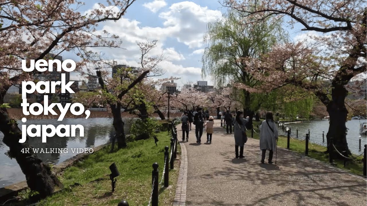 [4K HD] Tokyo Walks - UENO PARK (Cherry Blossoms, Spring 2023) - YouTube