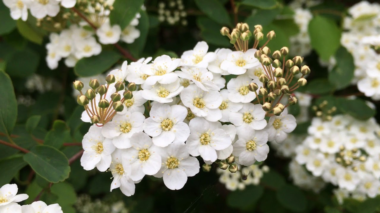 Bridal wreath (Spiraea prunifolia) - flowers close up - May 2018 - YouTube