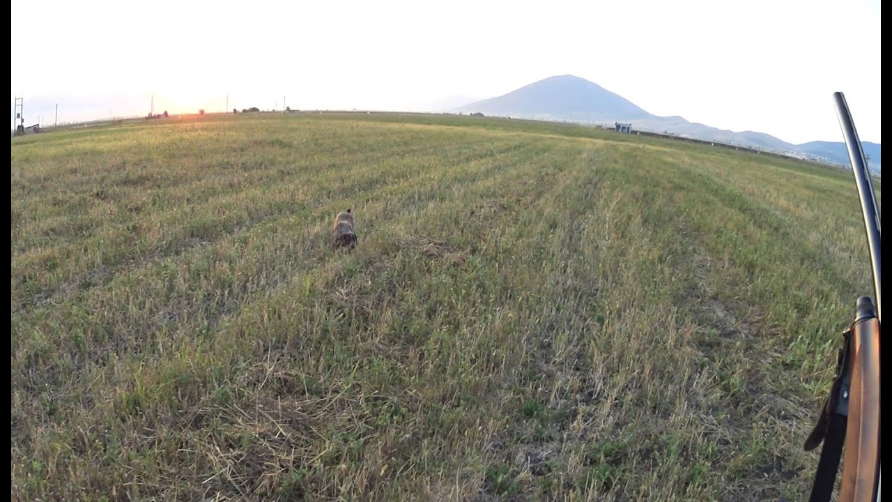 ΚΥΝΗΓΙ ΟΡΤΥΚΙΟΥ 2020 (QUAIL HUNTING) ΜΕ KURZHAAR ΚΑΙ POINTER - YouTube