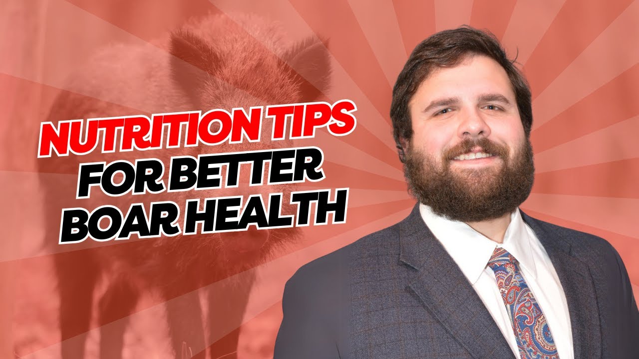 Dr. Taw Scaff: Boar Nutrition Strategies - YouTube