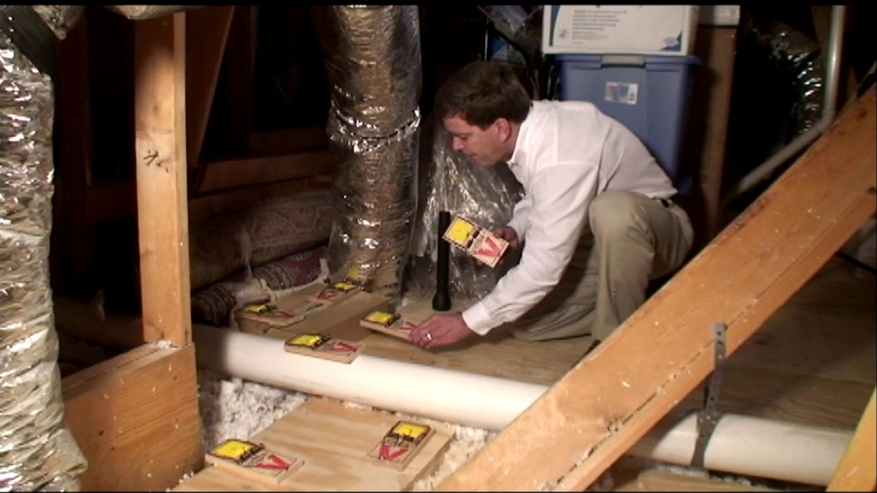 ABC Home & Commercial Services, Austin -- Pest & Rodent Service TV Spot ...