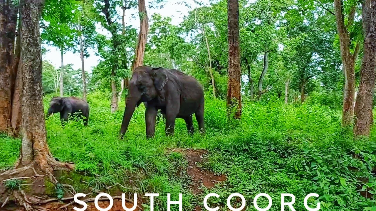 A day in coorg - YouTube