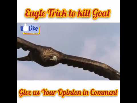 Golden Eagle Take Over A Mountain Goat Golden Eagle Vs Goat Eagle Vs ...