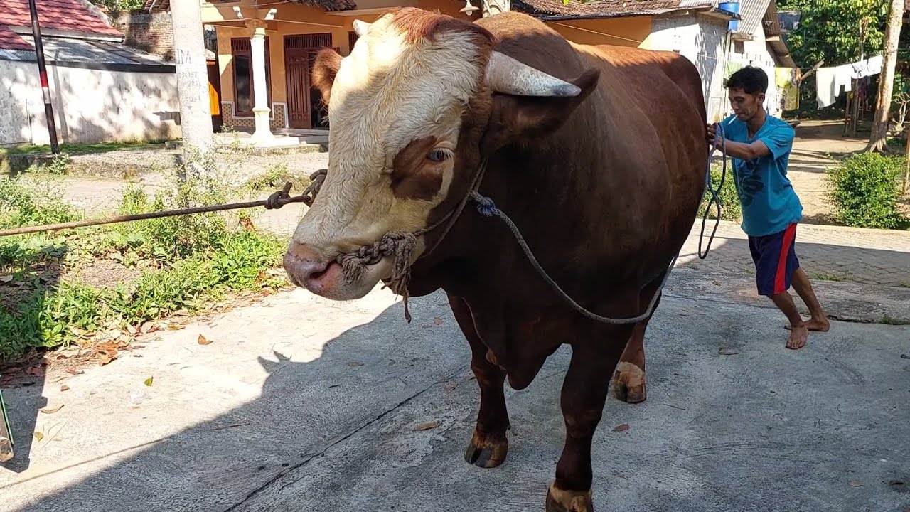 SAPI RAKSASA TERAKHIR KALI KELUAR KANDANG SEDERHANA‼️🔥 - YouTube