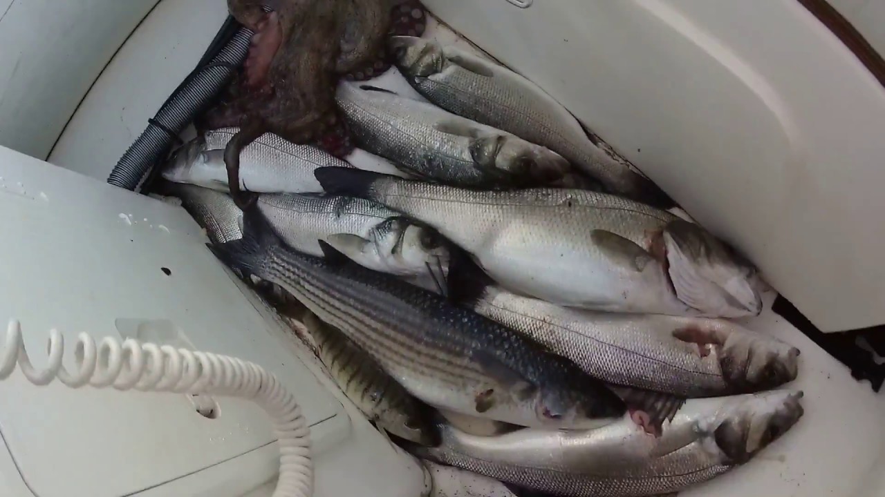 ψαρεμα & ψαροντουφεκο 7 1 2018 fishing & spearfishing - YouTube