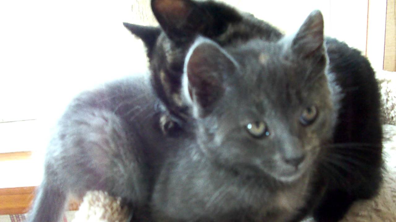 EPIC CANNIBAL VAMPIRE CAT KITTENS BREED AND FEED!! - YouTube