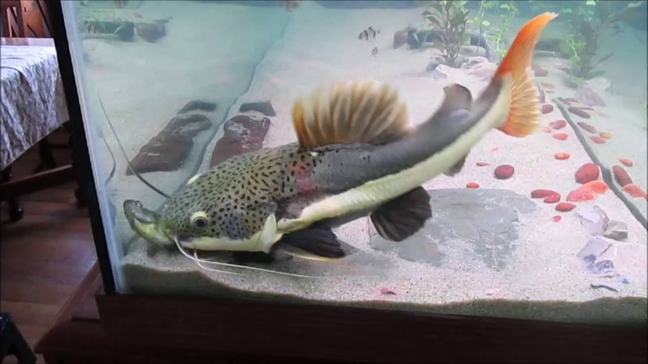Red Tail Catfish Aquarium