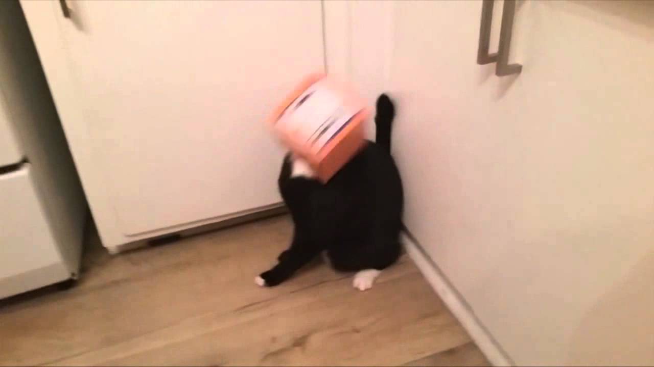 HatFilms Cat Stuck in a Box - YouTube
