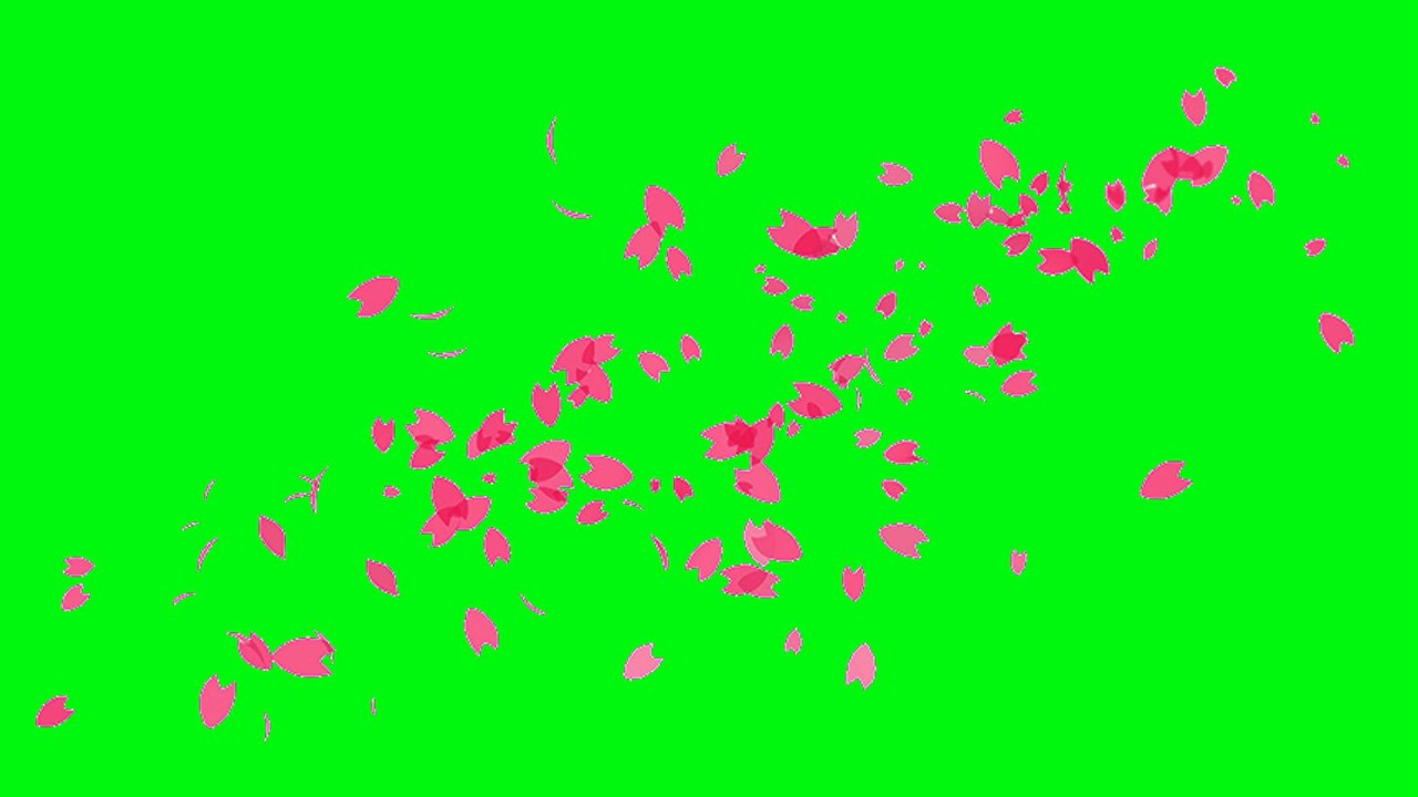 Cherry Blossom Sakura Petals Falling Green Screen | Free Use (2021 ...