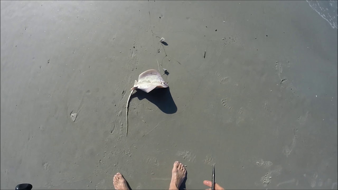 Stingray Caught Surf Fishing from the Beach on Hilton Head - YouTube