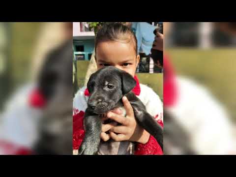 Breastfeeding baby Dog | Baby puppy mother feeding | Puppies | mother milk very important for babies