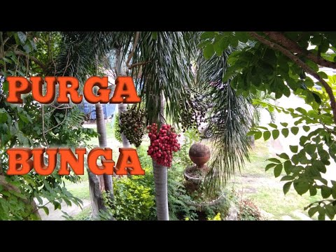 HALAMANG PANG PURGA BUNGA - YouTube