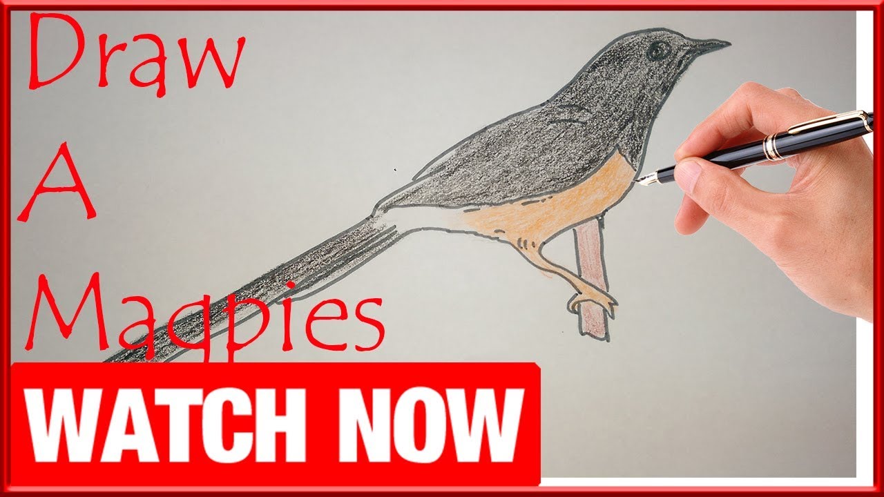 How To Draw A Magpies - Learn To Draw - Art Space - YouTube