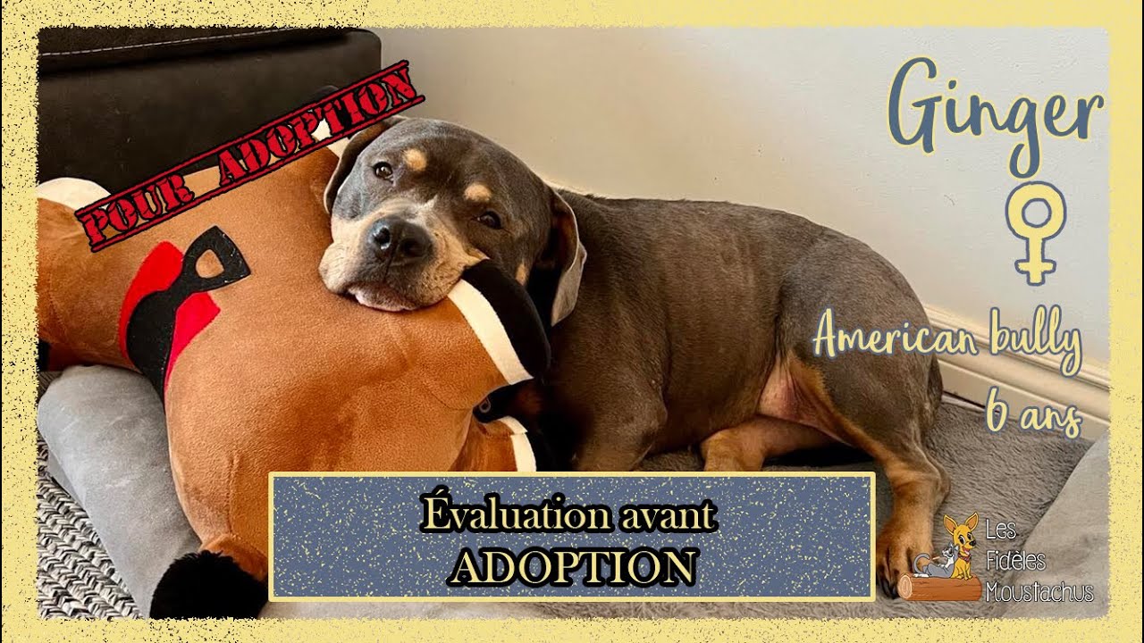 Ginger, cette merveilleuse American bully, cherche sa nouvelle maison 🏡 ...