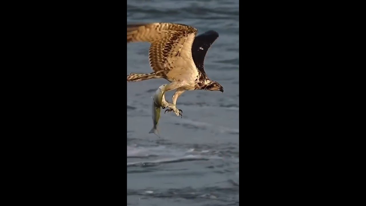 Osprey catch two fish in one go - #Shorts - YouTube