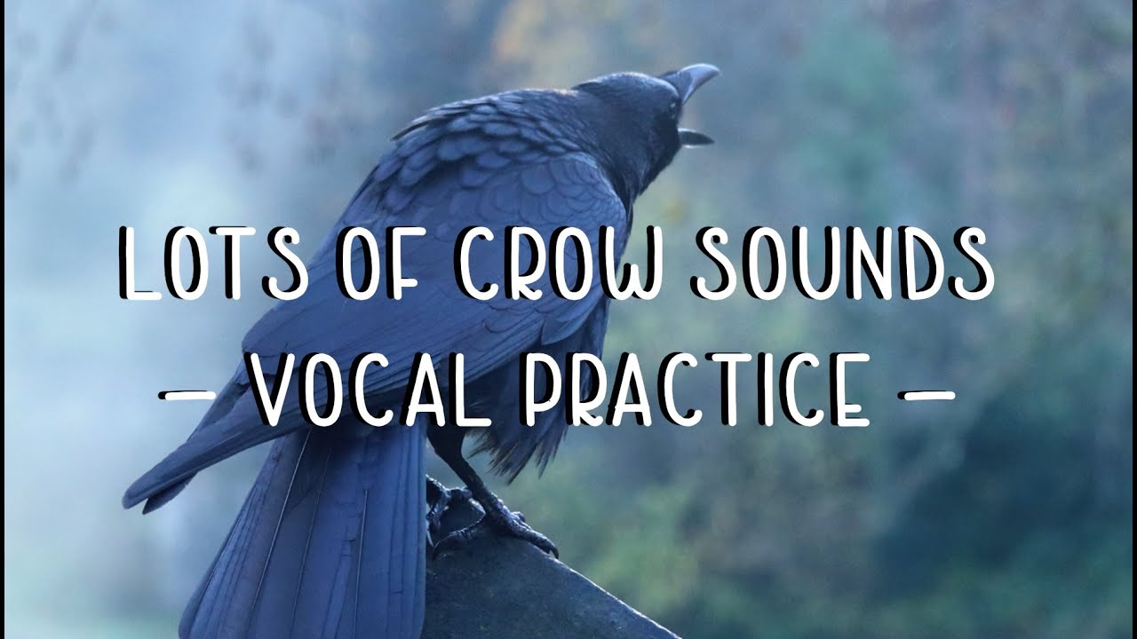 Crow Makes Lots Of Different Loud Crow Sounds - Vocal Practice - Crow ...