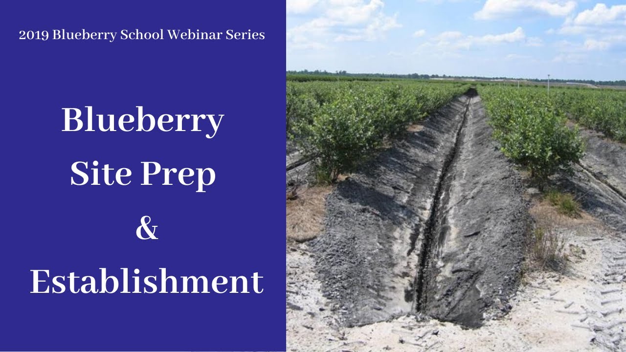 Blueberry Site Preparation and Establishment - YouTube