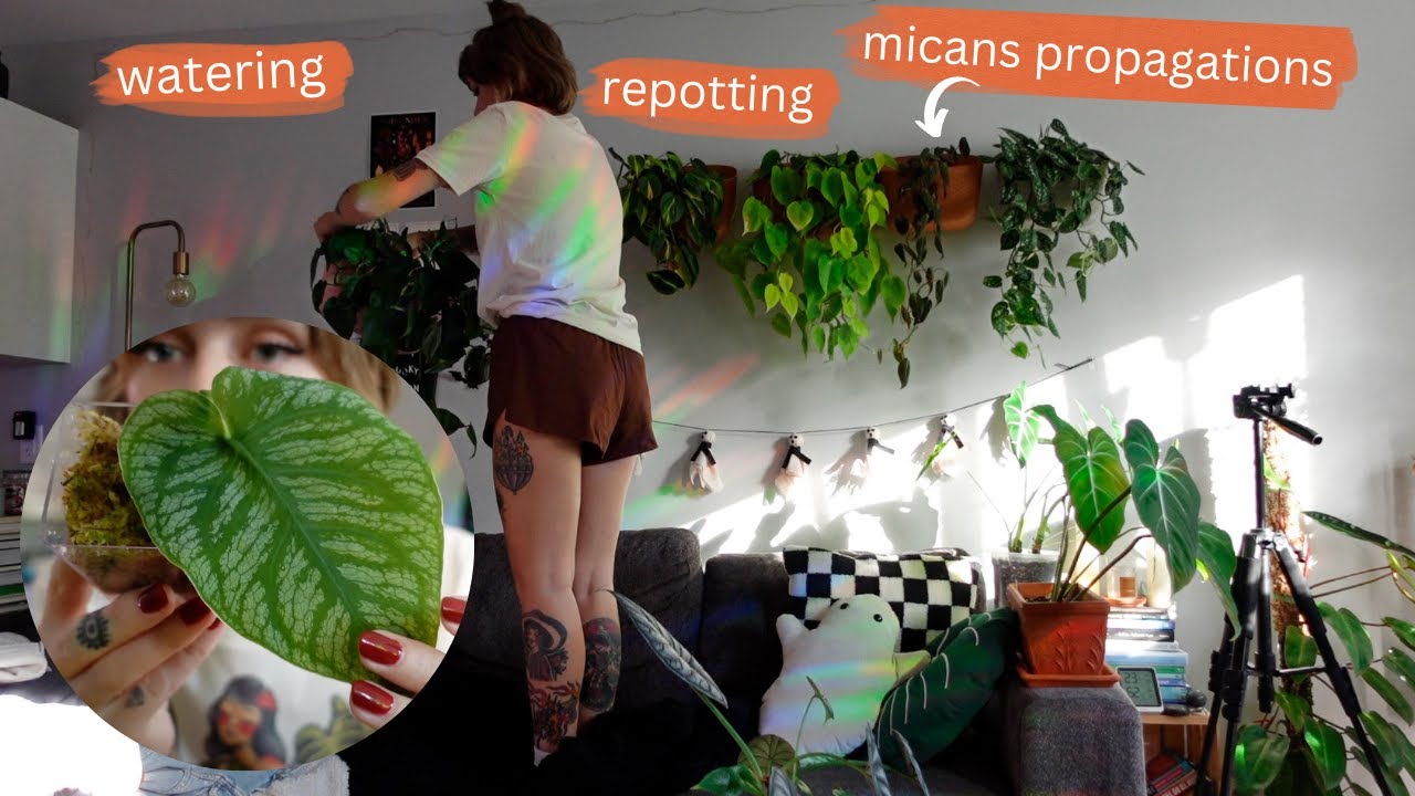 propagation updates, wally grow plant wall maintenance, + repotting ...