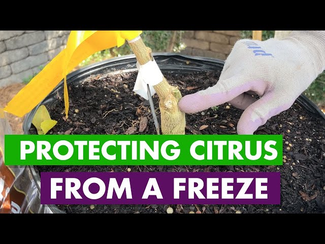 Freeze When Protecting Citrus Trees How To Protect Citrus A Tree From