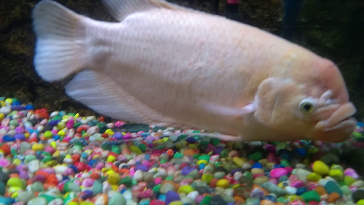 Kissing gourami..the fish - YouTube