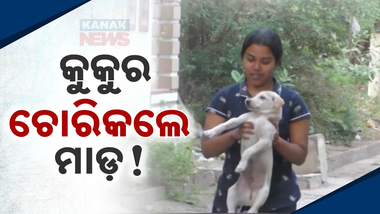 କୁକୁର ଚୋରି କଲେ ମାଡ଼! || Residents Turn Stray Dogs Into Friendly Army ...