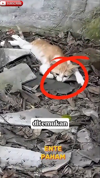 KUCING INI TERLANTAR!! #kucing #shorts - YouTube