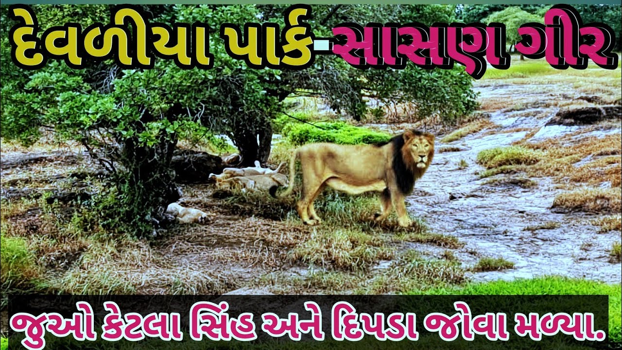 devaliya park sasan gir || sasan gir jungle safari ||Gir national park ...