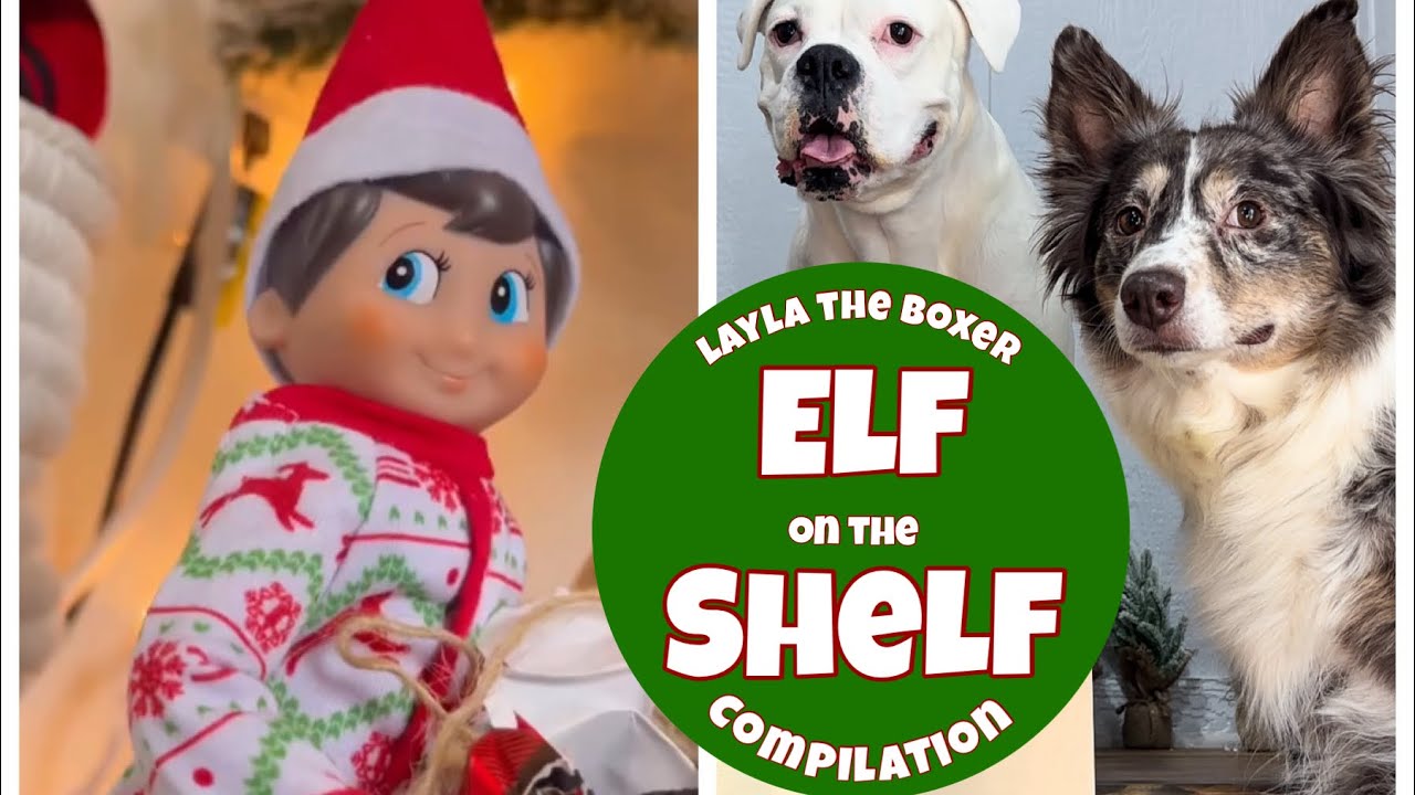 Layla the Boxer Elf on the Shelf Compilation - YouTube