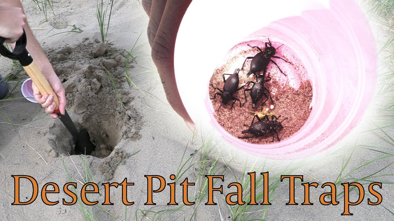 Pitfall Traps in Sand Dunes - YouTube