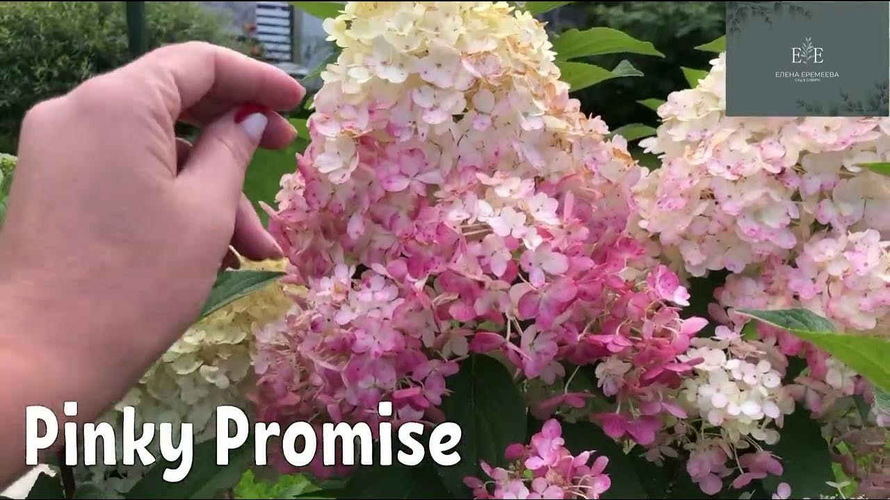Pinky Promise - YouTube