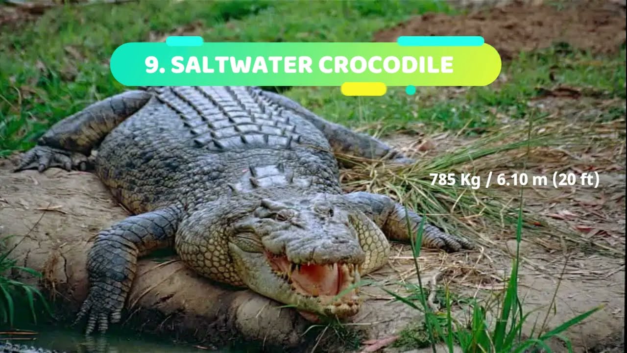 TOP 10 WORLD'S BIGGEST ANIMALS ON LAND || ΤΑ 10 ΜΕΓΑΛΥΤΕΡΑ ΖΩΑ ΤΗΣ ...